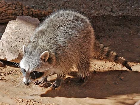 Raccoon | Rango Wiki | Fandom