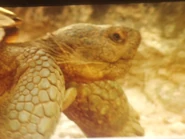 Desert tortoise | Rango Wiki | Fandom