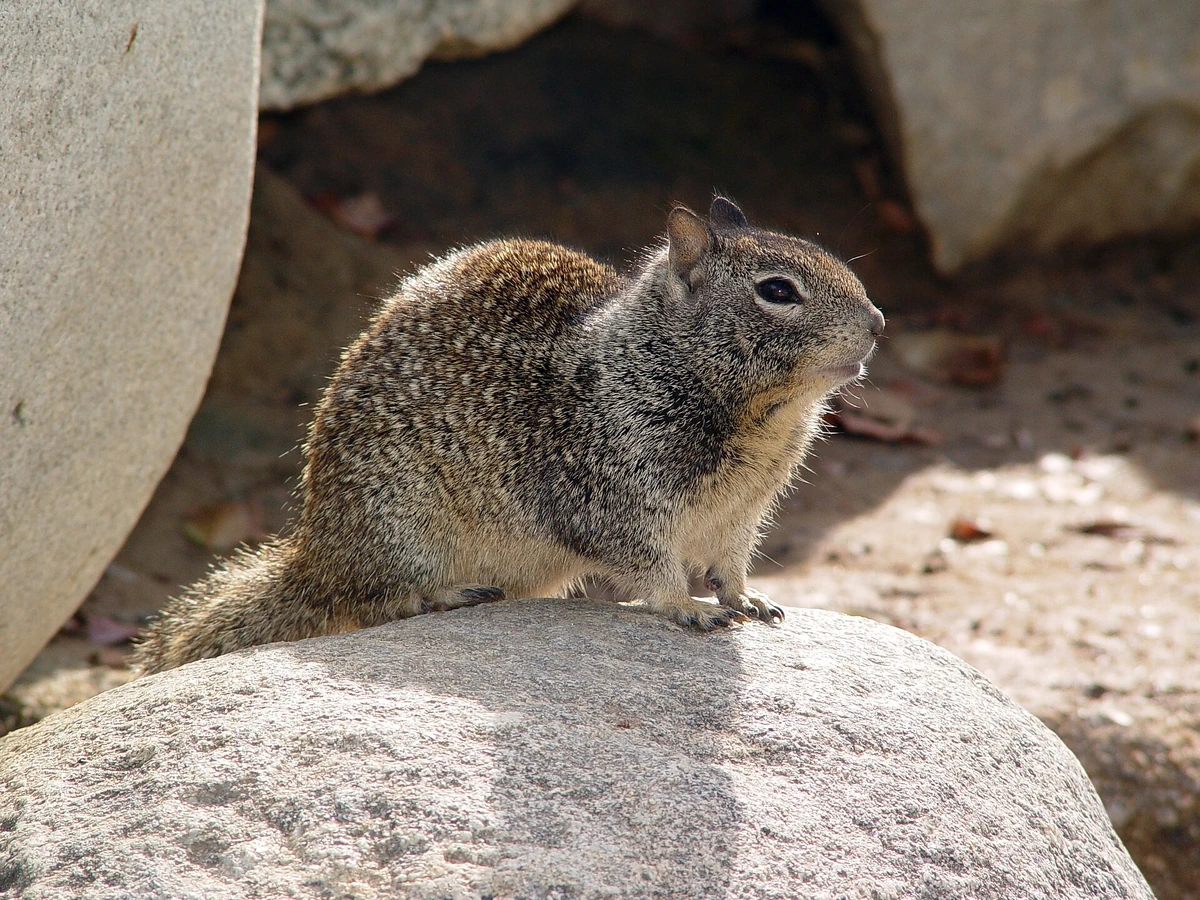 Ground squirrel | Rango Wiki | Fandom
