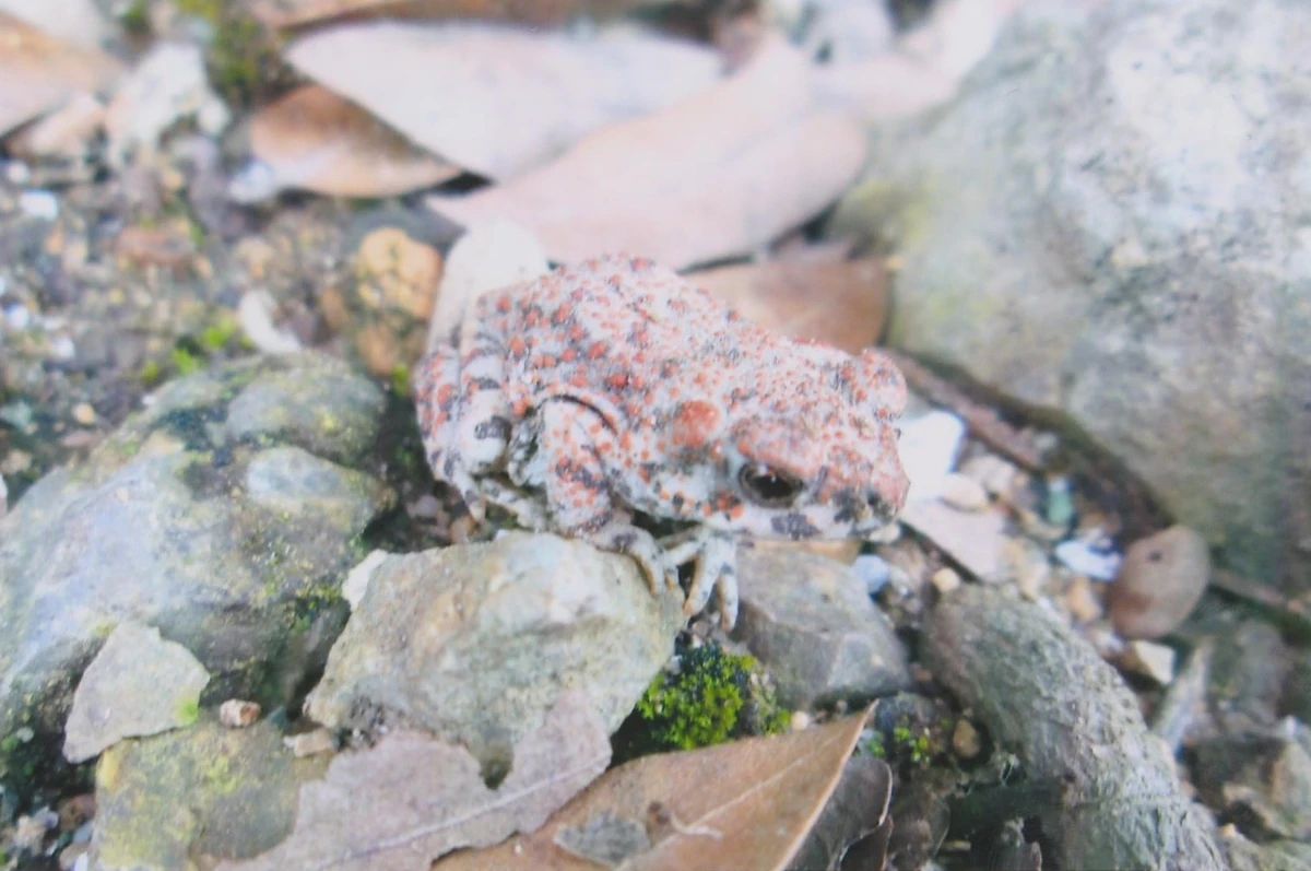 Red-spotted Toad | Rango Wiki | Fandom