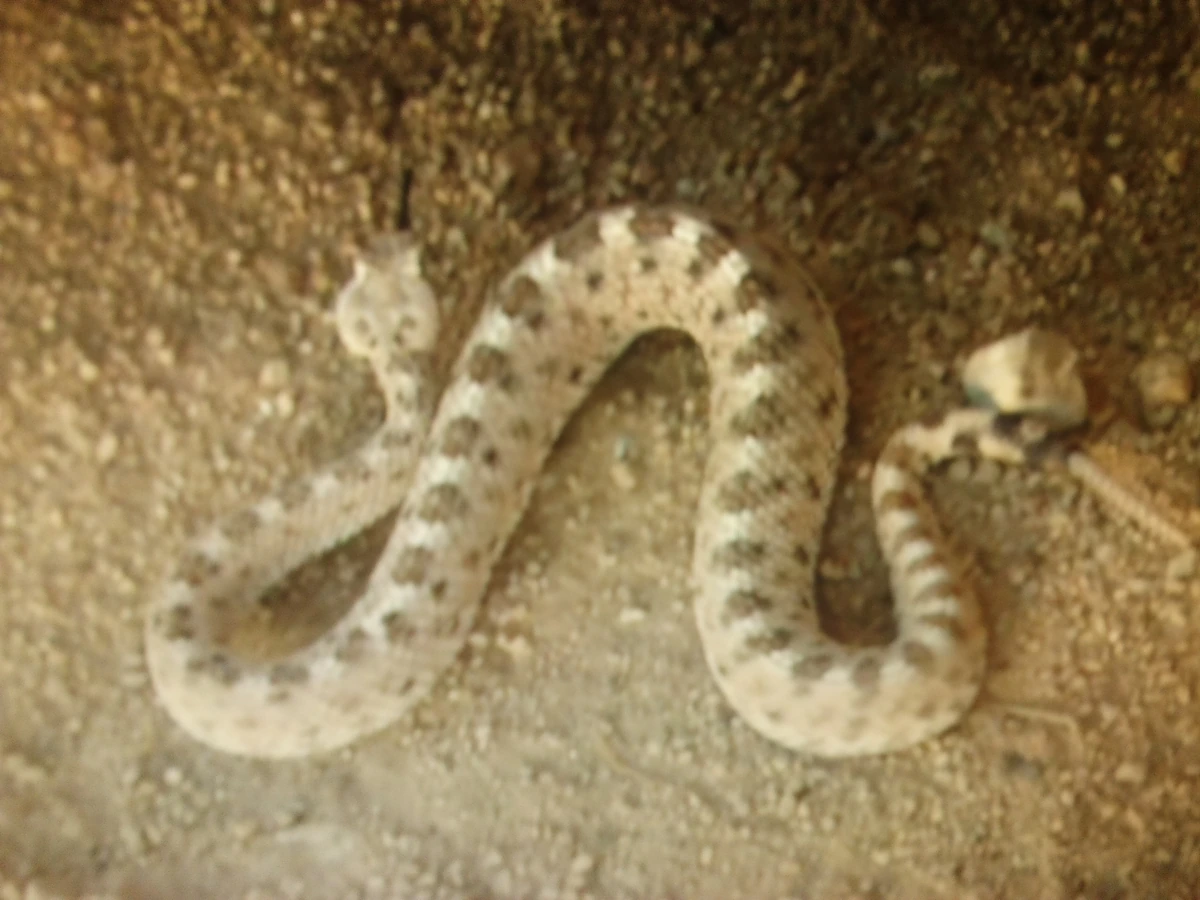 Eastern Sidewinder | Rango Wiki | Fandom