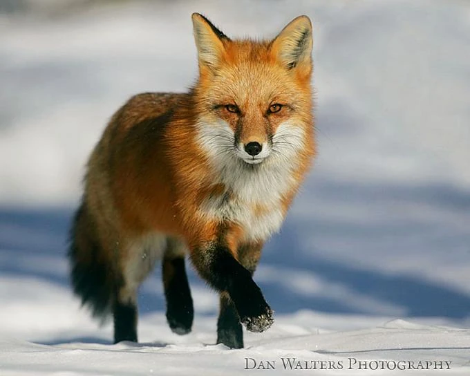 Red fox | Rango Wiki | Fandom