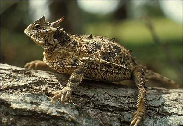 Horned lizard | Rango Wiki | Fandom