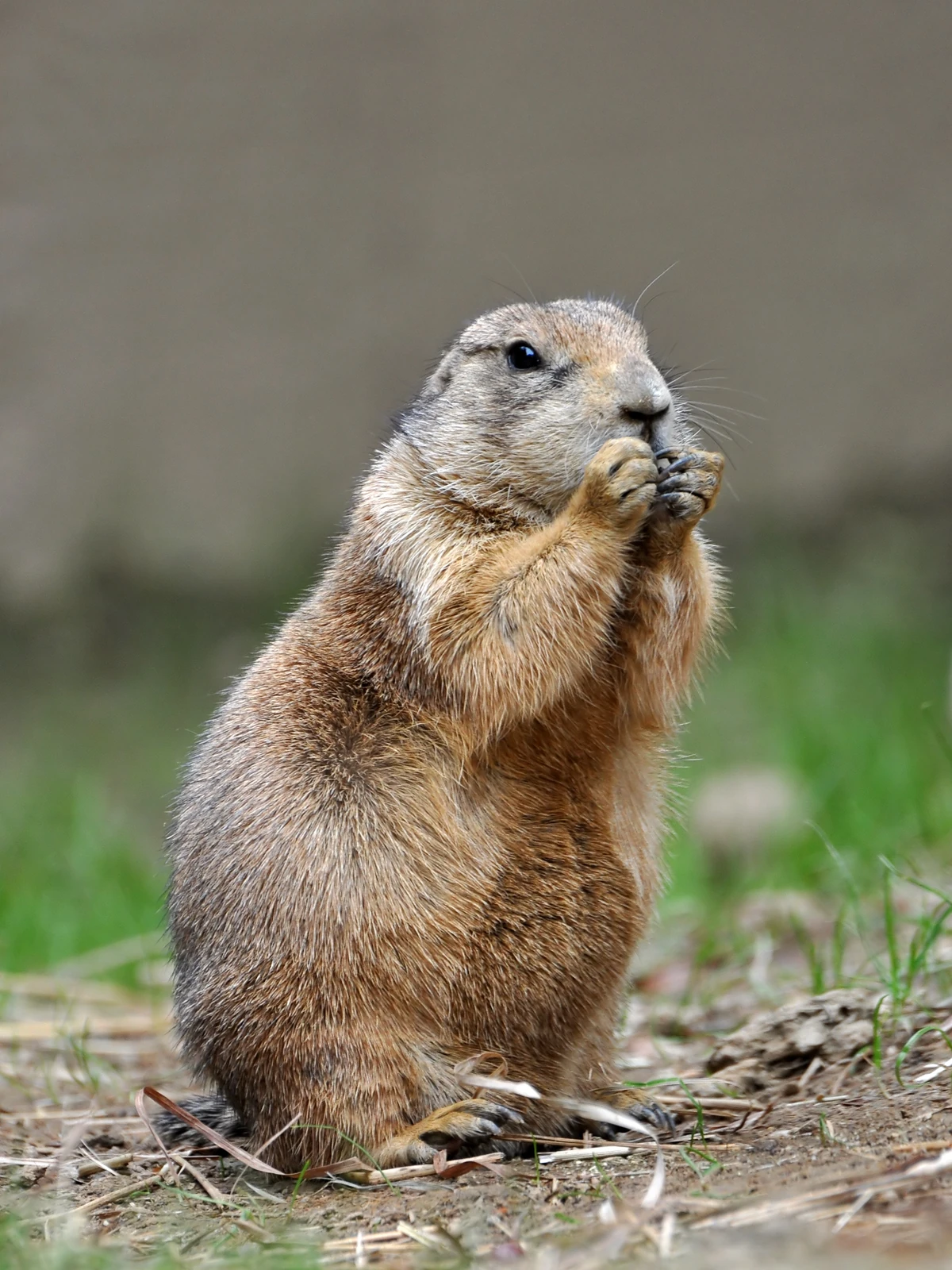 Prairie Dog | Rango Wiki | Fandom