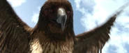 The Hawk | Rango Wiki | Fandom