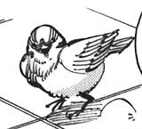 Bird | Ran and the Grey World Wikia | Fandom