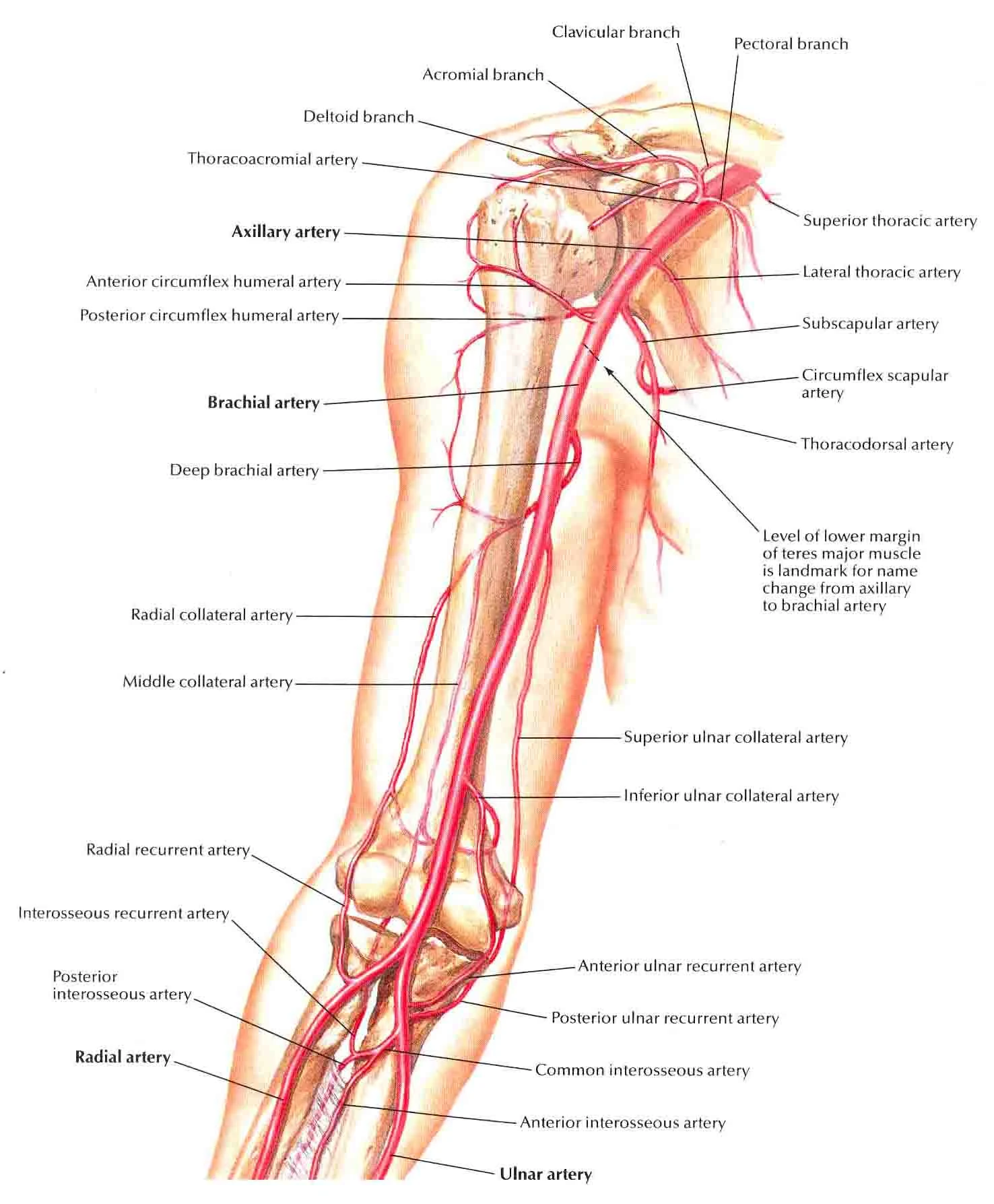 Axillary Artery And Brachial Plexus