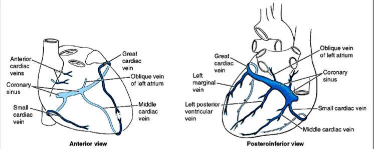 Thorax:Venous structure:Coronary veins | RANZCRPart1 Wiki | Fandom
