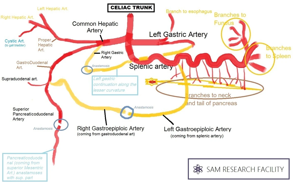 Left Gastric Artery Model
