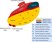 Grey matter nuclei (non-cranial nerve):Thalamus | RANZCRPart1 Wiki | Fandom