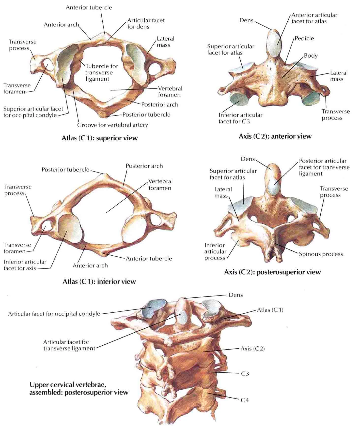 Cervical Vertebrae Atlas Superior View