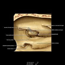 Nasal cavity & paranasal sinuses:Bones & Foramina/Canals:Ostiomeatal ...