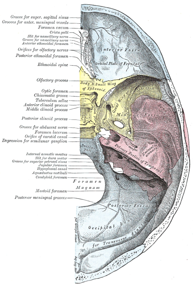 Intracranial cavity (extra axial): Anterior cranial fossa:Ethmoid bone ...