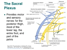 Nerves:Pelvis:Sacral plexus | RANZCRPart1 Wiki | Fandom
