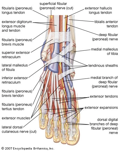 Superior Extensor Retinaculum