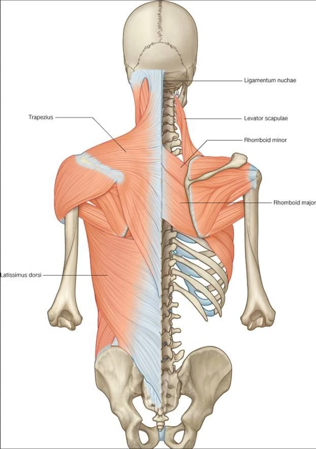 Intermediate Muscles Of The Back
