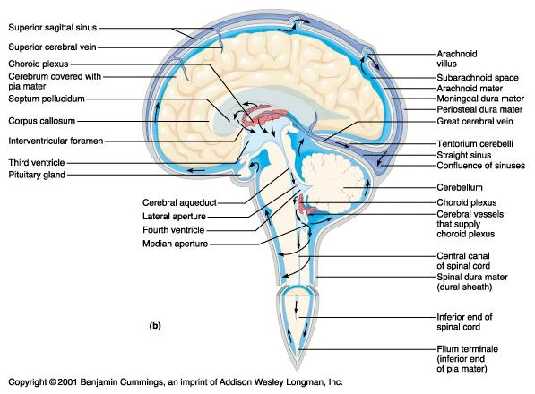 Obex, median (Magendie) and | RANZCRPart1 Wiki | Fandom