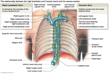 Thorax:Lymphatics:Thoracic duct | RANZCRPart1 Wiki | Fandom