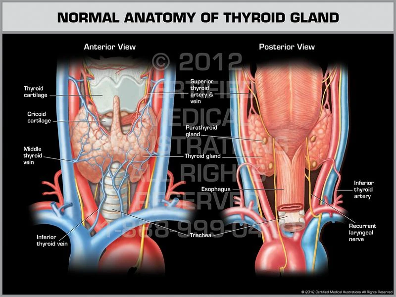 Thyroid gland:Parts | RANZCRPart1 Wiki | Fandom