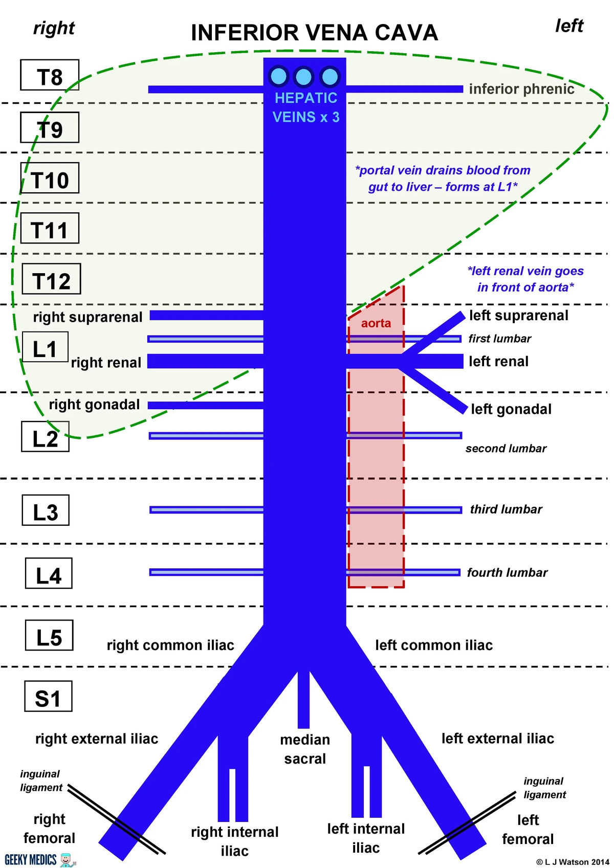 Abdomen:Venous:IVC and tributaries | RANZCRPart1 Wiki | Fandom