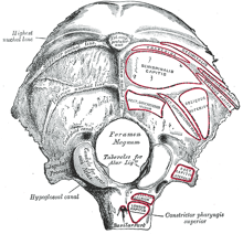 Intracranial cavity (extra axial): Posterior cranial fossa:Occipital ...