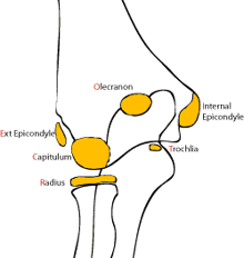 Elbow joint | RANZCRPart1 Wiki | Fandom