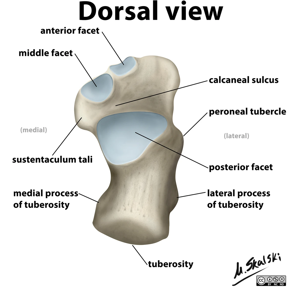Joints:Joints of the foot:Subtalar & talocalcaneonavicular joints ...