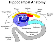 Key gyri:Hippocampus & components | RANZCRPart1 Wiki | Fandom