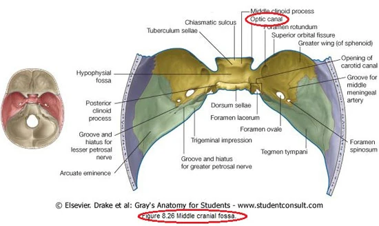 Middle Cranial Fossa | RANZCRPart1 Wiki | Fandom