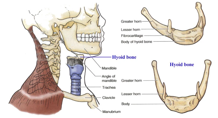 Hyoid bone and related muscles and ligaments | RANZCRPart1 Wiki | Fandom