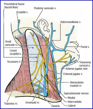 Sternocleidomastoid Origin And Insertion