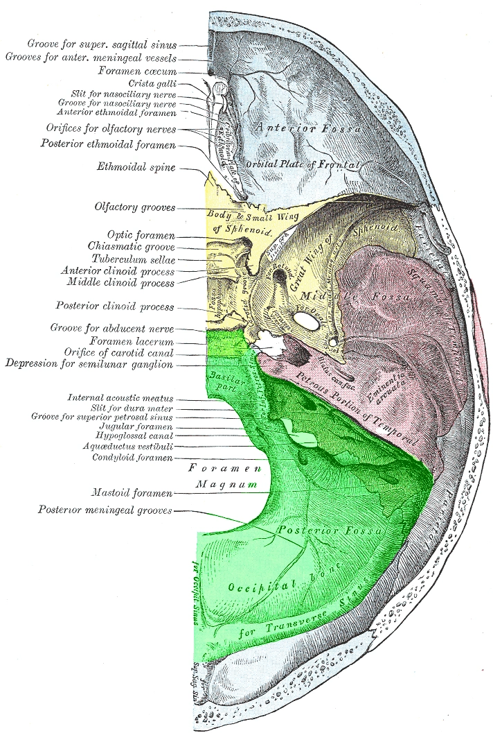 Posterior Cranial Fossa Anatomy