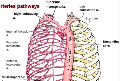 Superficial Cardiac Plexus Diagram