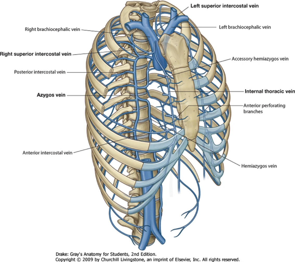 Thorax:Venous structure:Superior and supreme intercostal veins ...