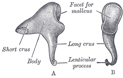 Temporal bone:Incus | RANZCRPart1 Wiki | Fandom
