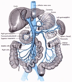 Abdomen:Venous:Portal system | RANZCRPart1 Wiki | Fandom