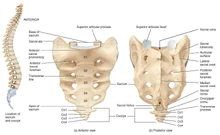 Spine & Back:Bones:Sacrum | RANZCRPart1 Wiki | Fandom