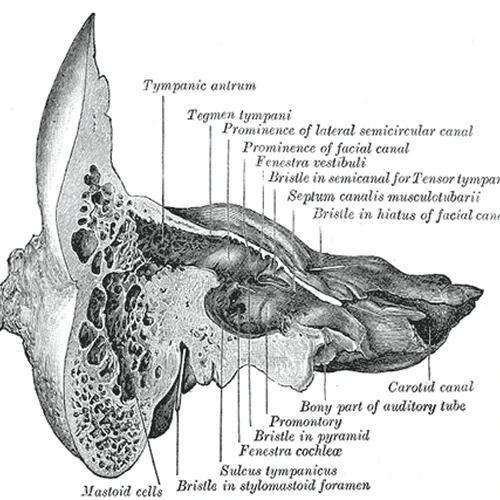 Mastoid Notch Of Temporal Bone