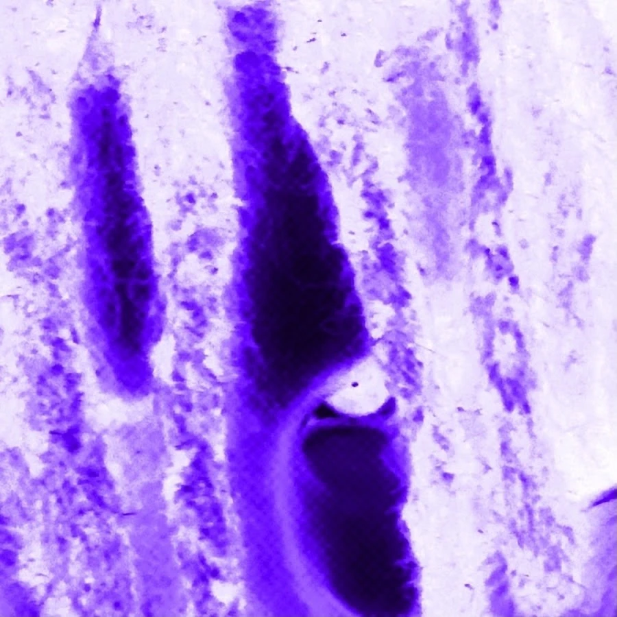 Rap Wiki:VeucroX | Rap Wiki | Fandom