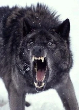 Insanity Wolf | Rap Battle Central Wiki | Fandom