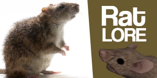 Biggie cheese (base form) | Rat Lore Wiki | Fandom