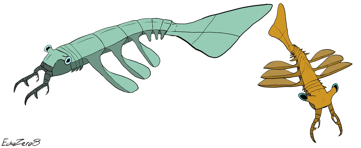 Shiguanocaridae | Ratera Project Wiki | Fandom