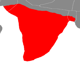 Rainforest Rabican | Ratera Project Wiki | Fandom