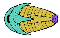 Cyclopsia | Ratera Project Wiki | Fandom