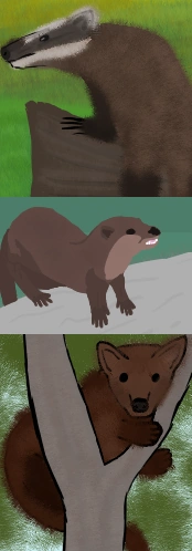 Ephistidae | Ratera Project Wiki | Fandom