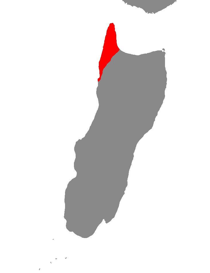 Peninsular rata | Ratera Project Wiki | Fandom