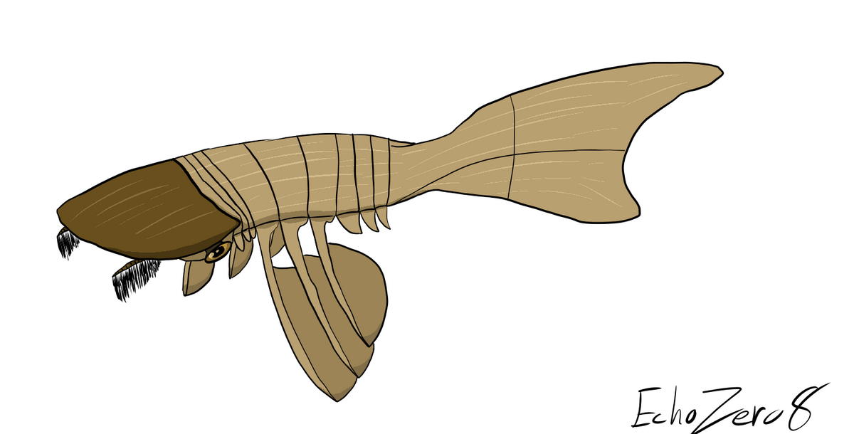 Ankylocaris Ratera Project Wiki Fandom