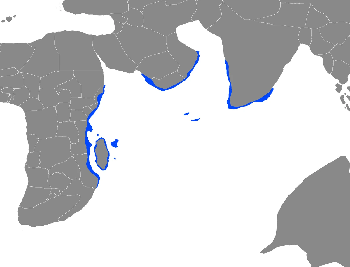 Indal Wynshark | Ratera Project Wiki | Fandom