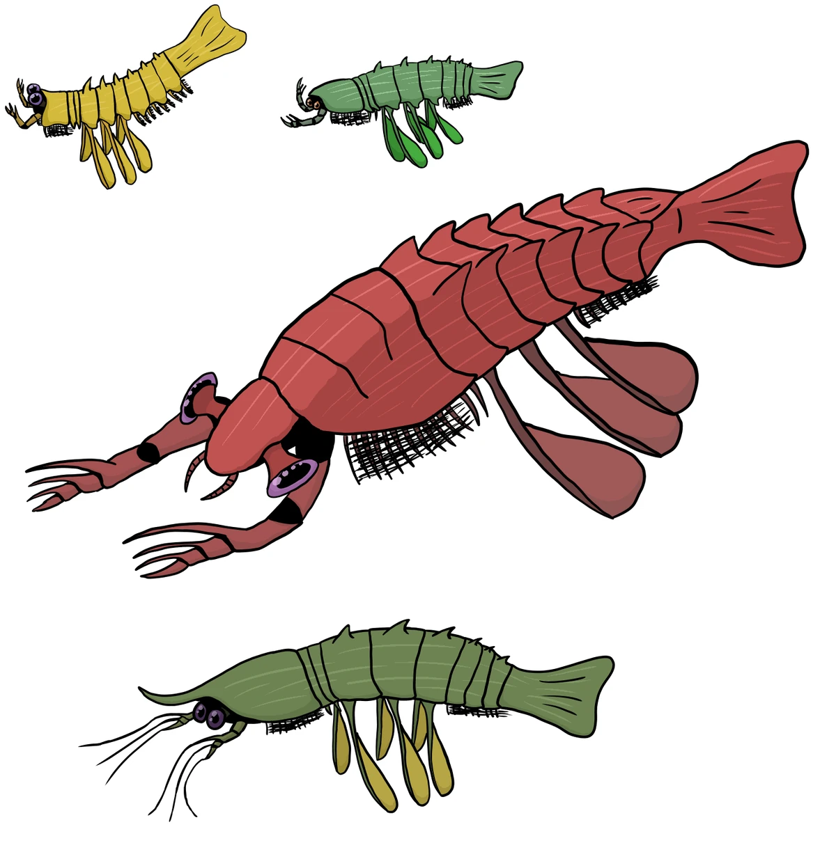 Segochelionidae | Ratera Project Wiki | Fandom