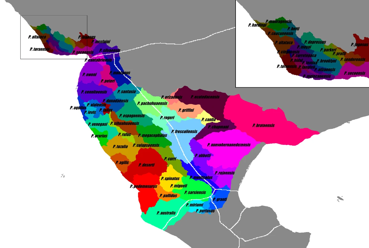 Pedemosurus | Ratera Project Wiki | Fandom